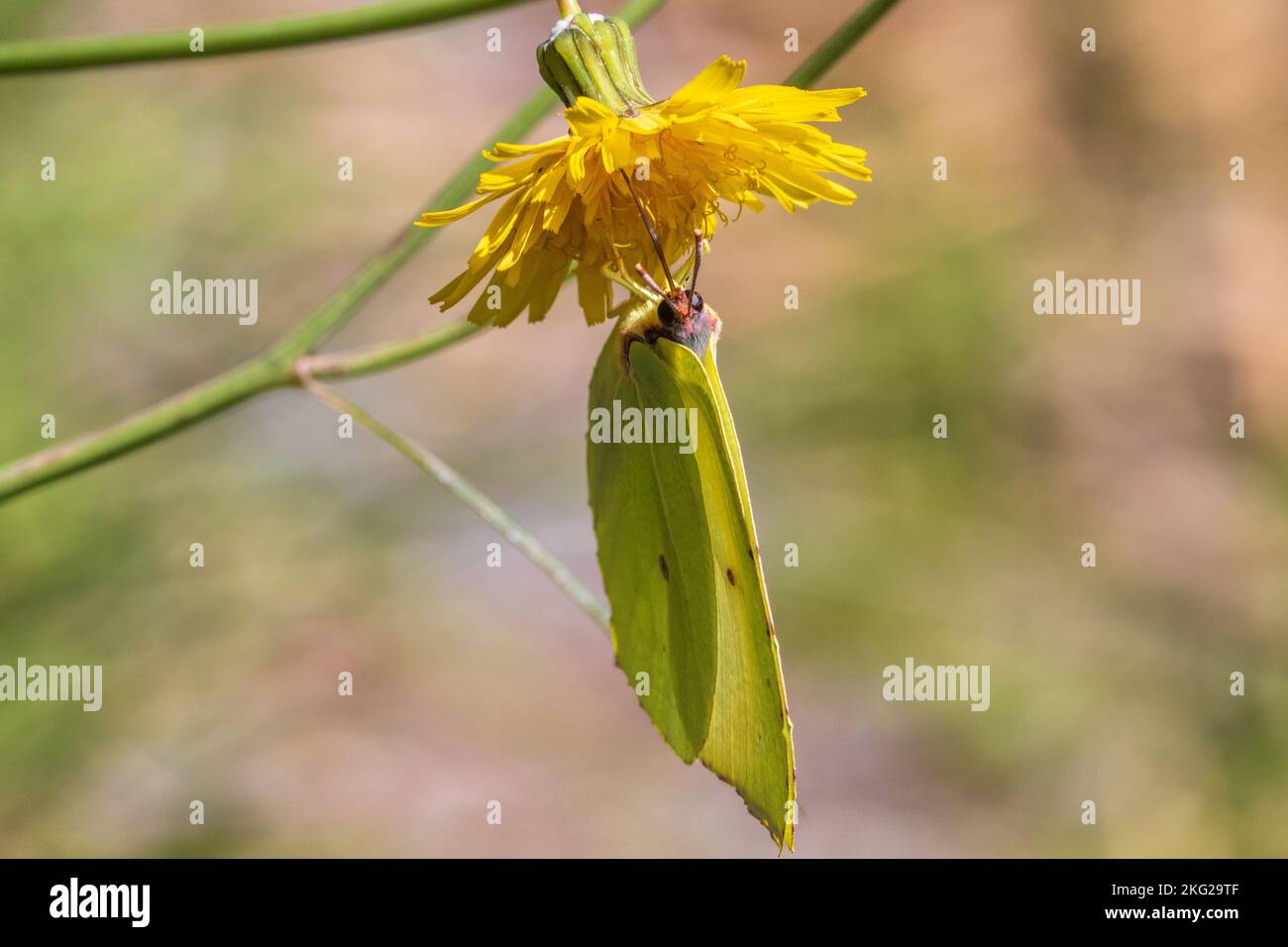 Cleopatra butterfly hi-res stock photography and images - Alamy
