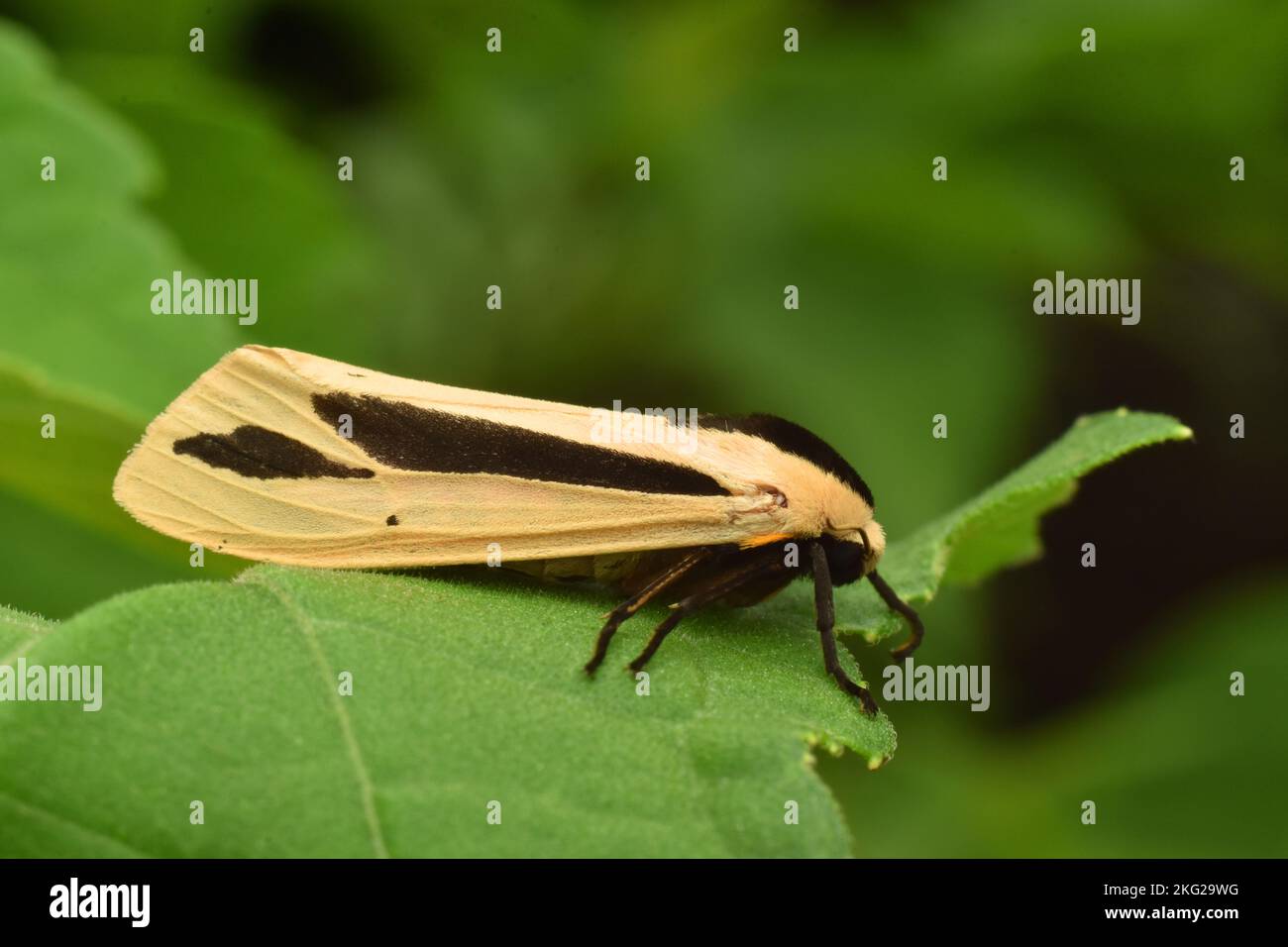 Side view of baphomet moth resting on green leaf. Creatonotos sp Stock ...