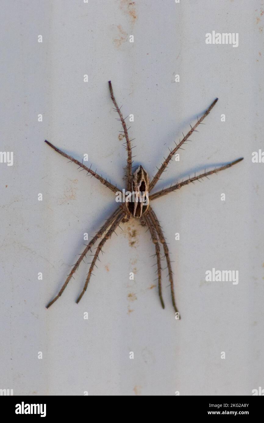 Running spiders hi-res stock photography and images - Alamy