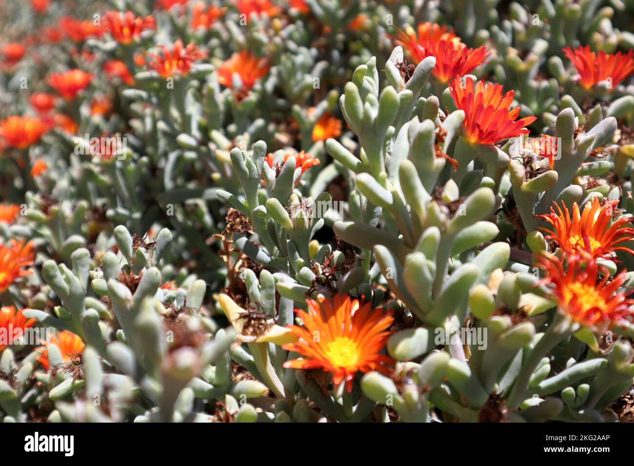 Malephora crocea schwantes hi-res stock photography and images - Alamy