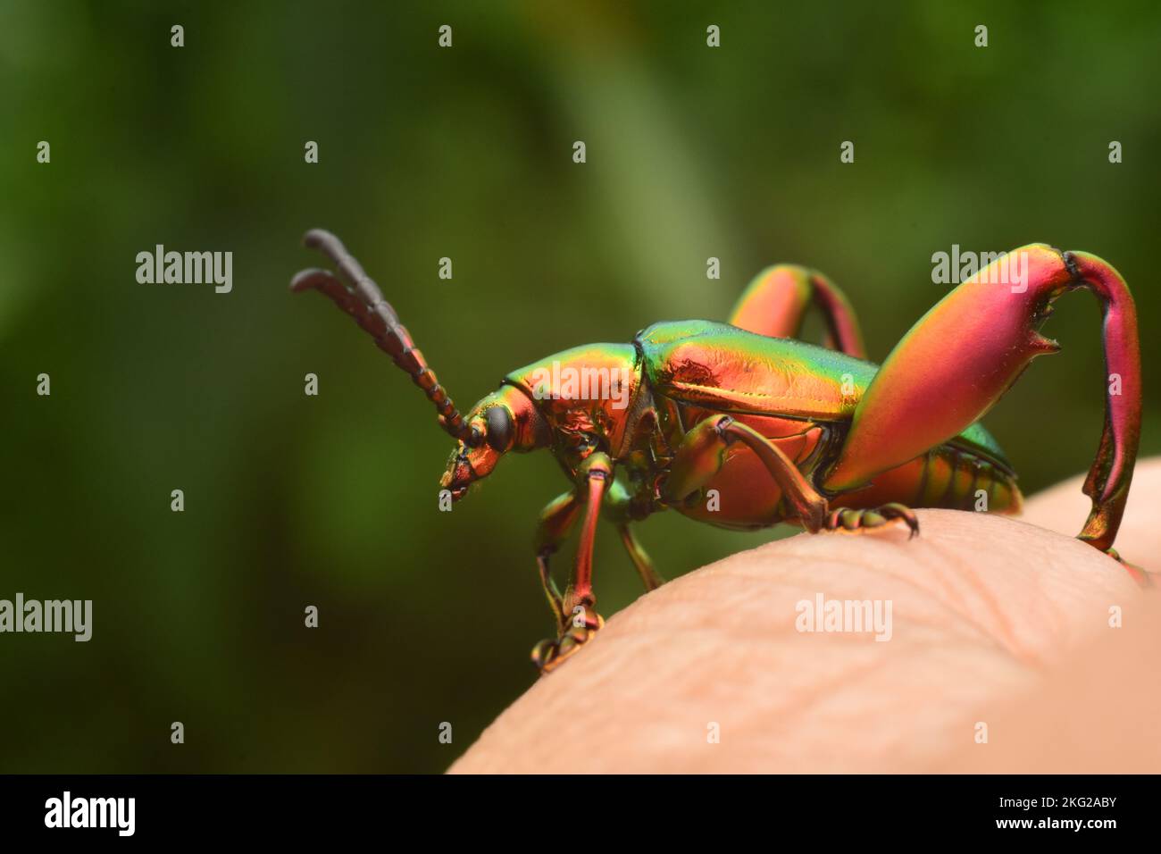 Macro photo of frog beetle crawling on hand. Sagra femorata. Insects of ...