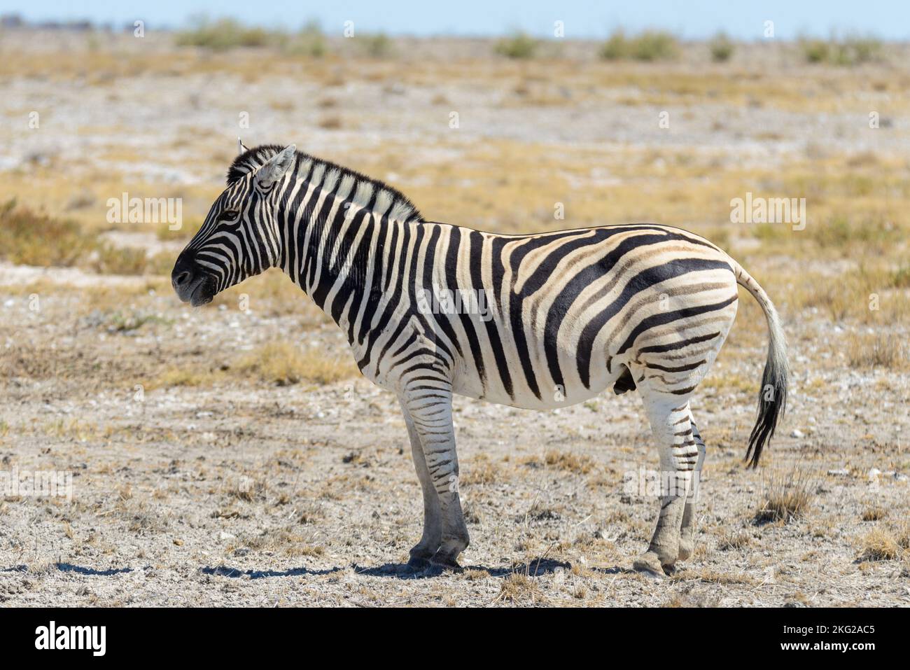 Wild zebra walking in the African savanna Stock Photo - Alamy