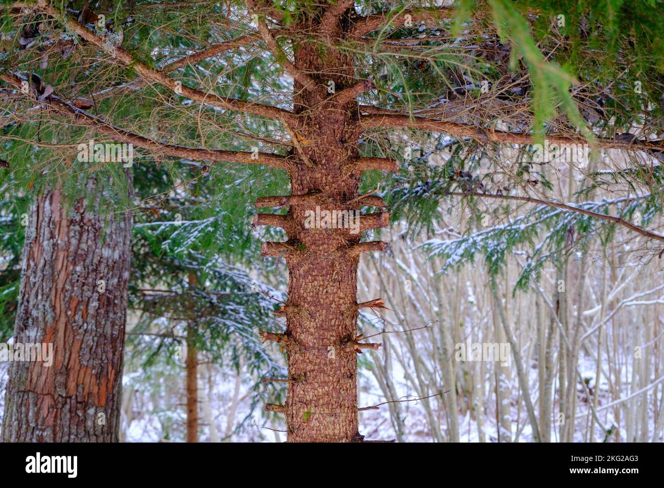 Cut off branches trees in hi-res stock photography and images - Alamy
