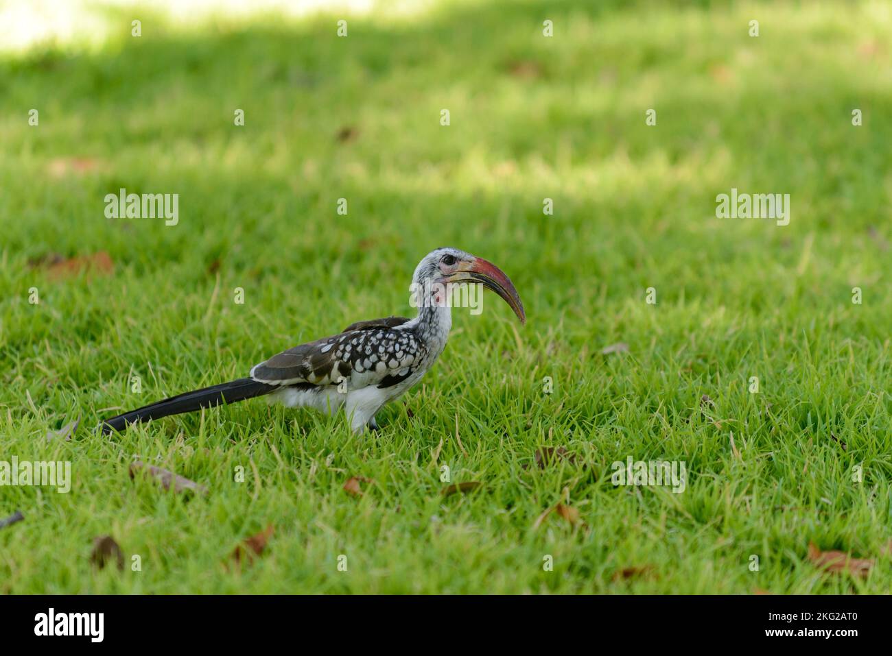 Yellow beak toko hi-res stock photography and images - Alamy