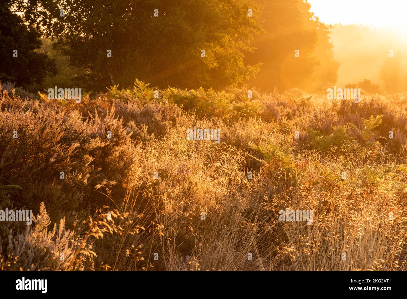 Budby south forest hi-res stock photography and images - Alamy