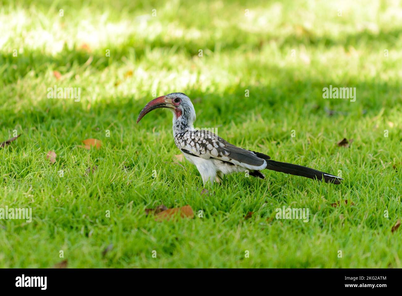 Yellow beak toko hi-res stock photography and images - Alamy