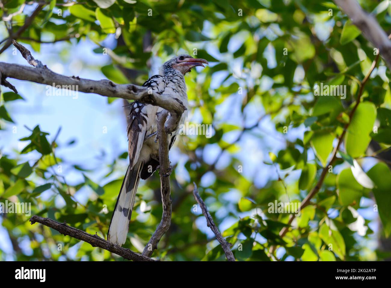 Yellow beak toko hi-res stock photography and images - Alamy