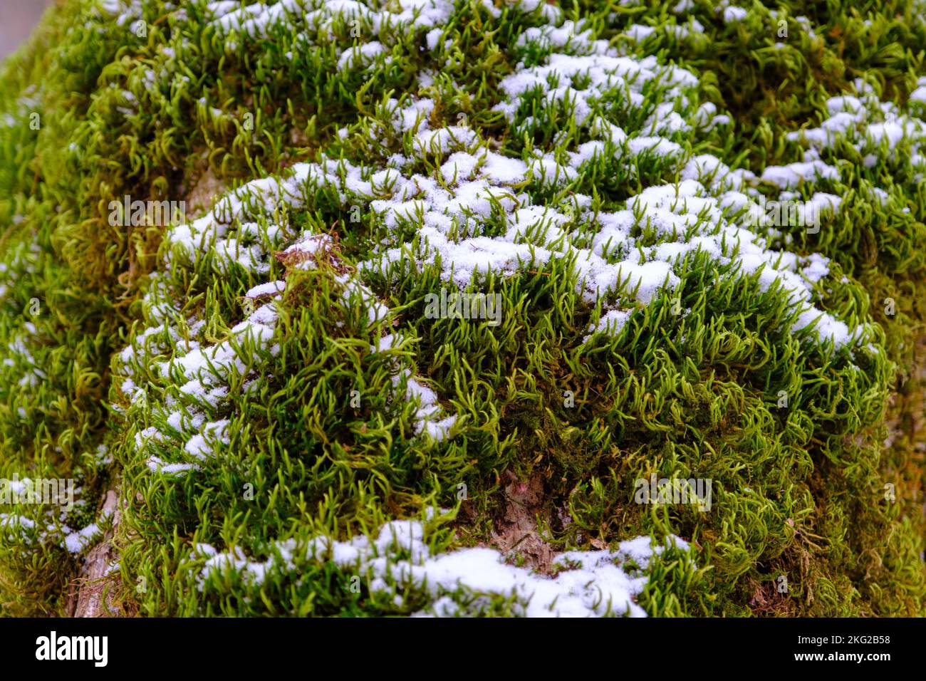 Texture of moss on a tree covered with snow Stock Photo - Alamy