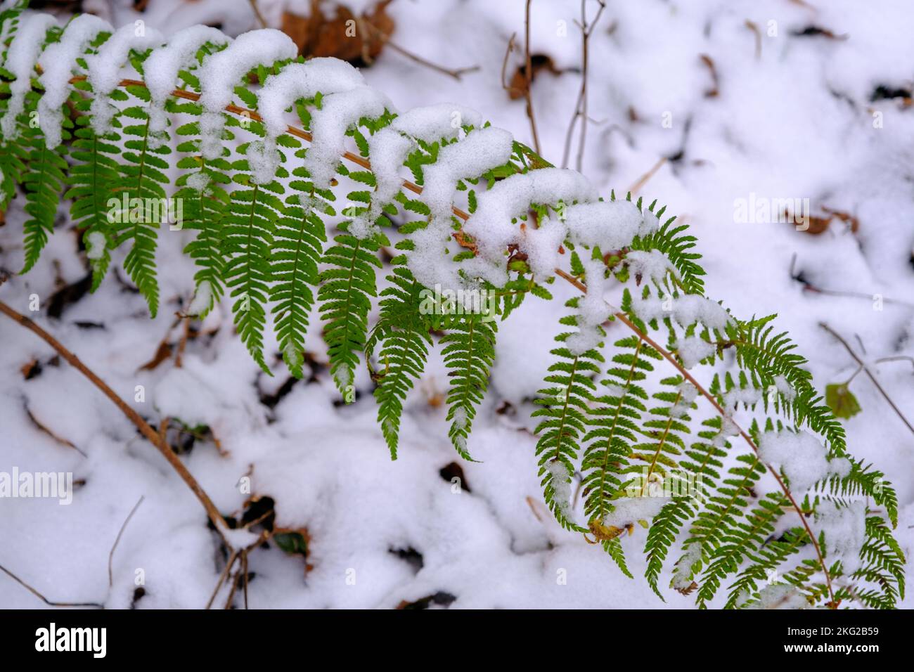 Bracken fern winter frost hi-res stock photography and images - Alamy