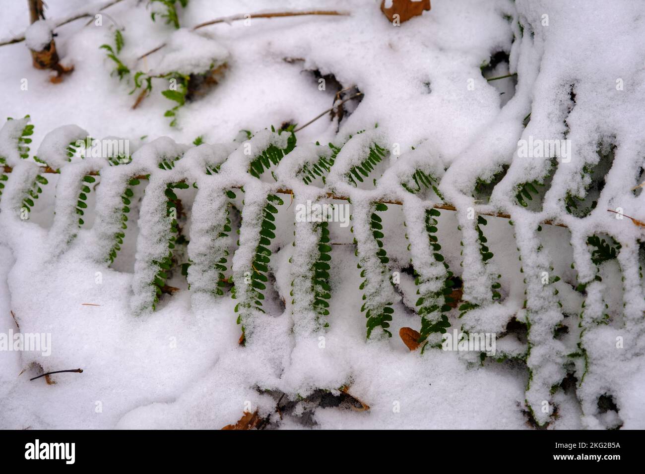Early snow. Autumn thickets of ferns are covered by the unexpected snow ...