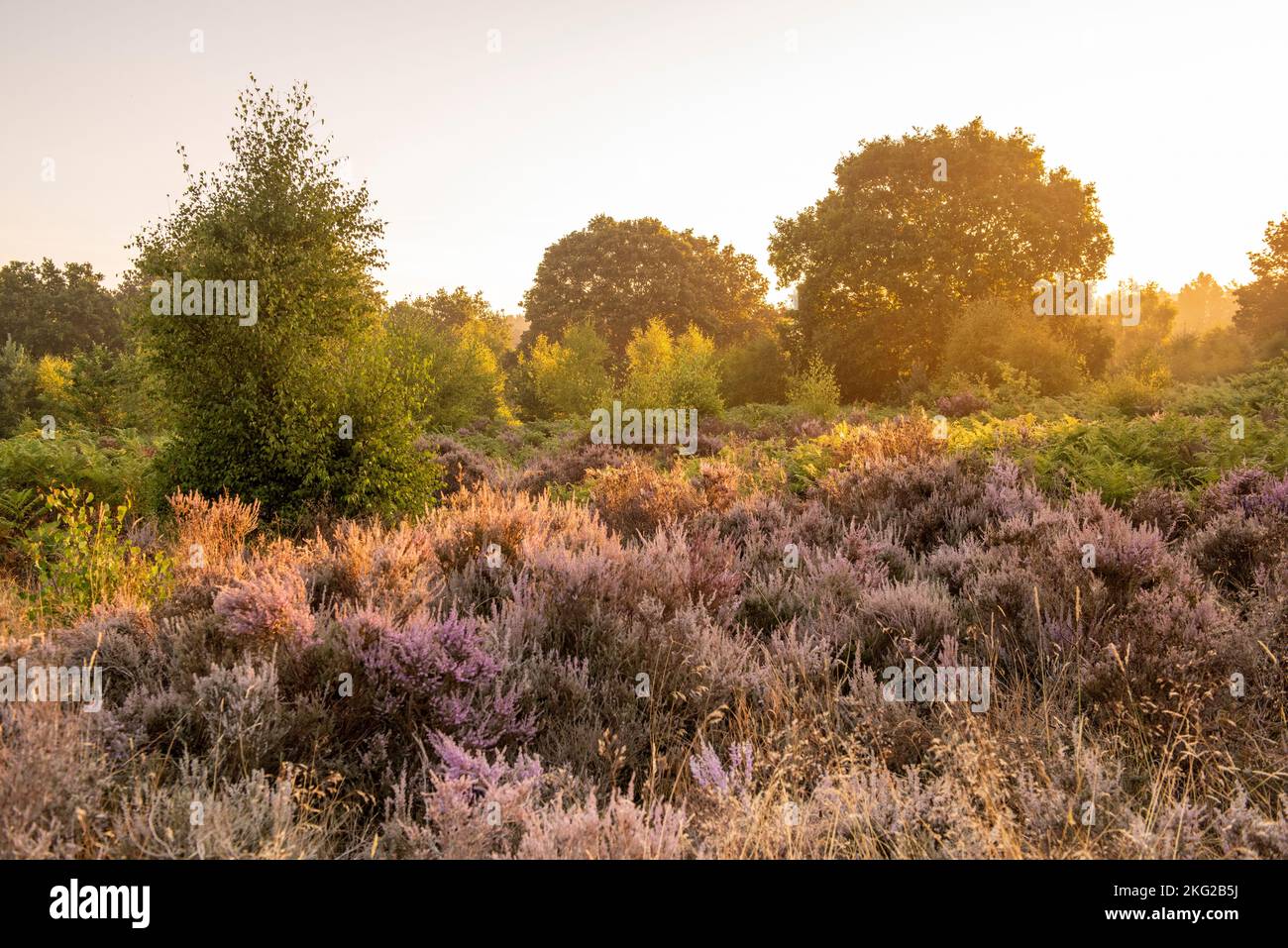 Summer sunrise at RSPB Budby South Forest, Nottinghamshire England UK ...