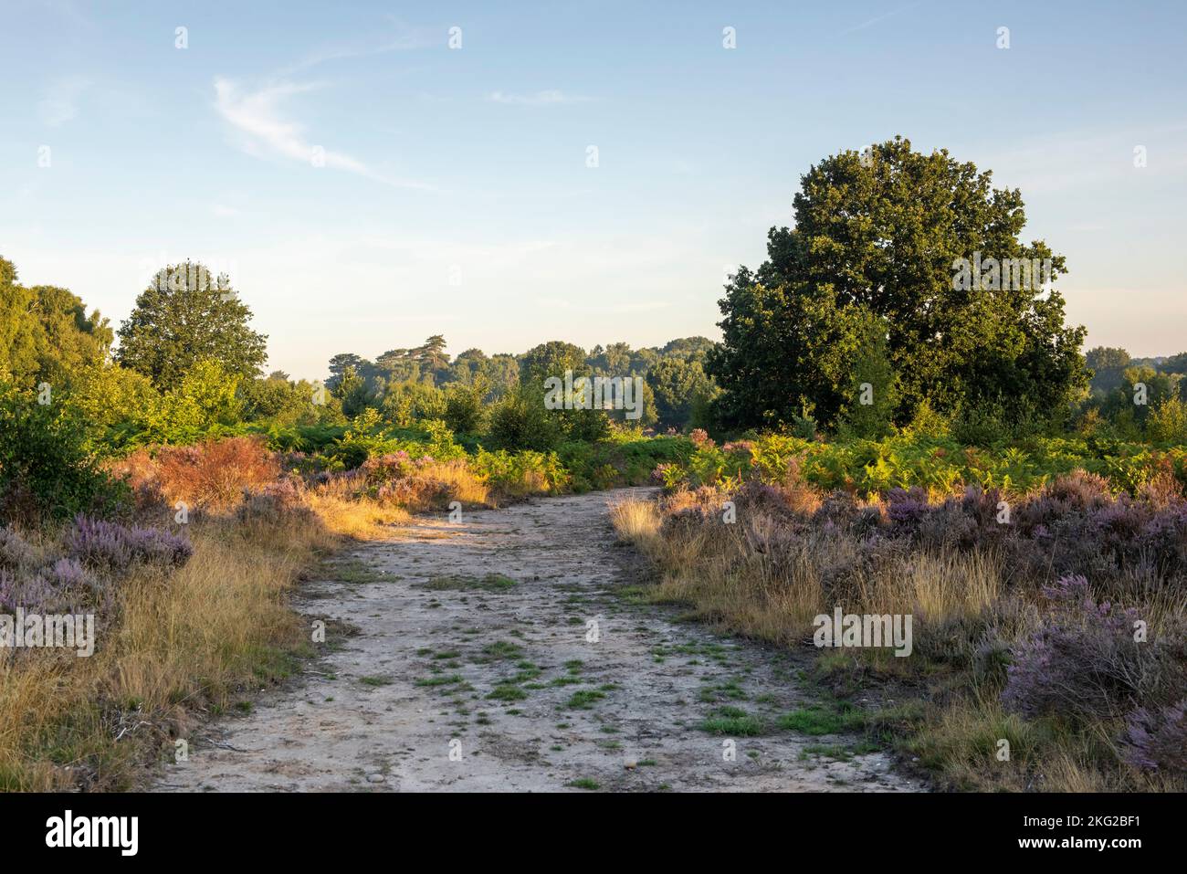 Budby south forest hi-res stock photography and images - Alamy
