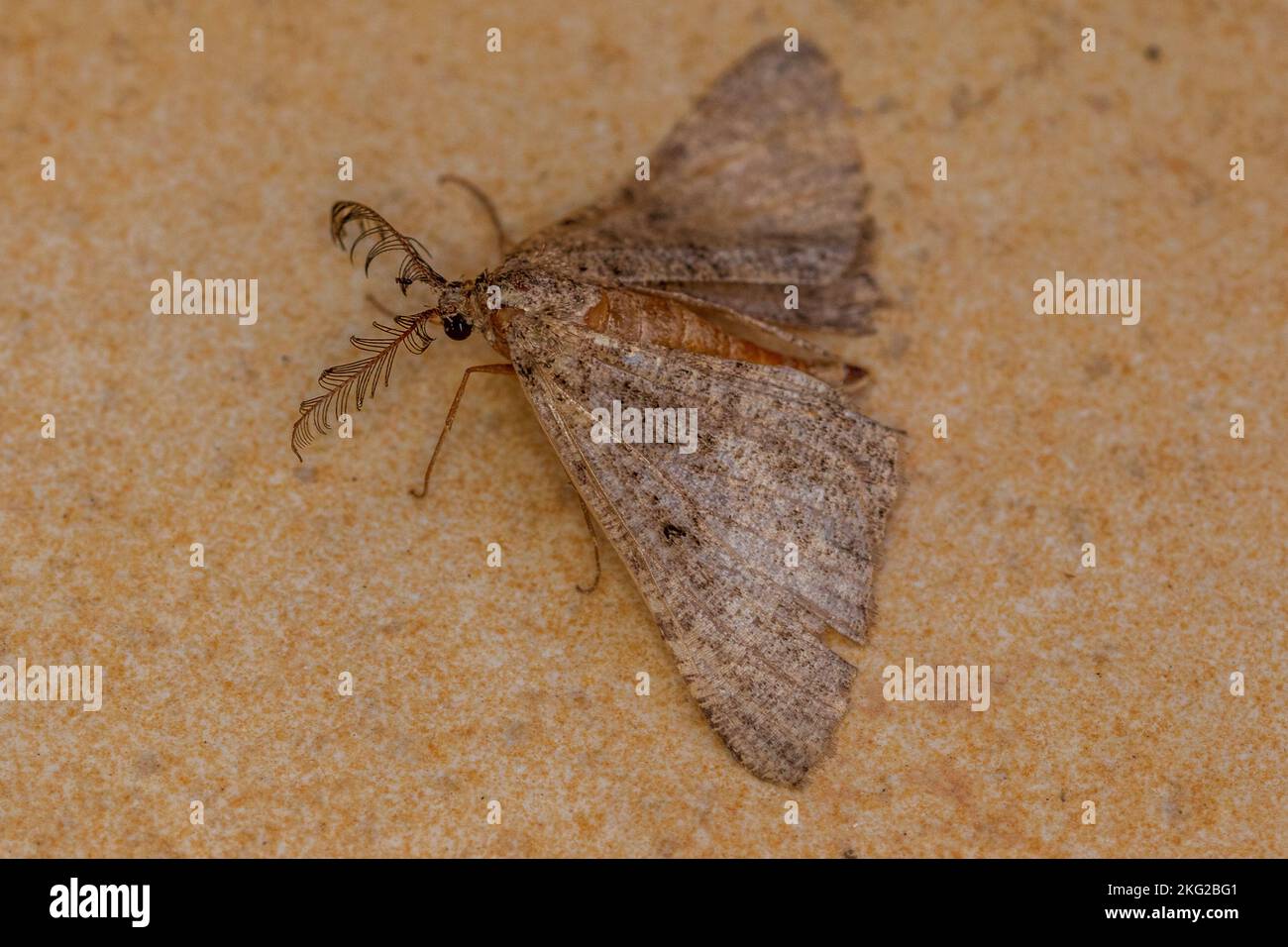 Acanthovalva, Angle Moth Stock Photo - Alamy
