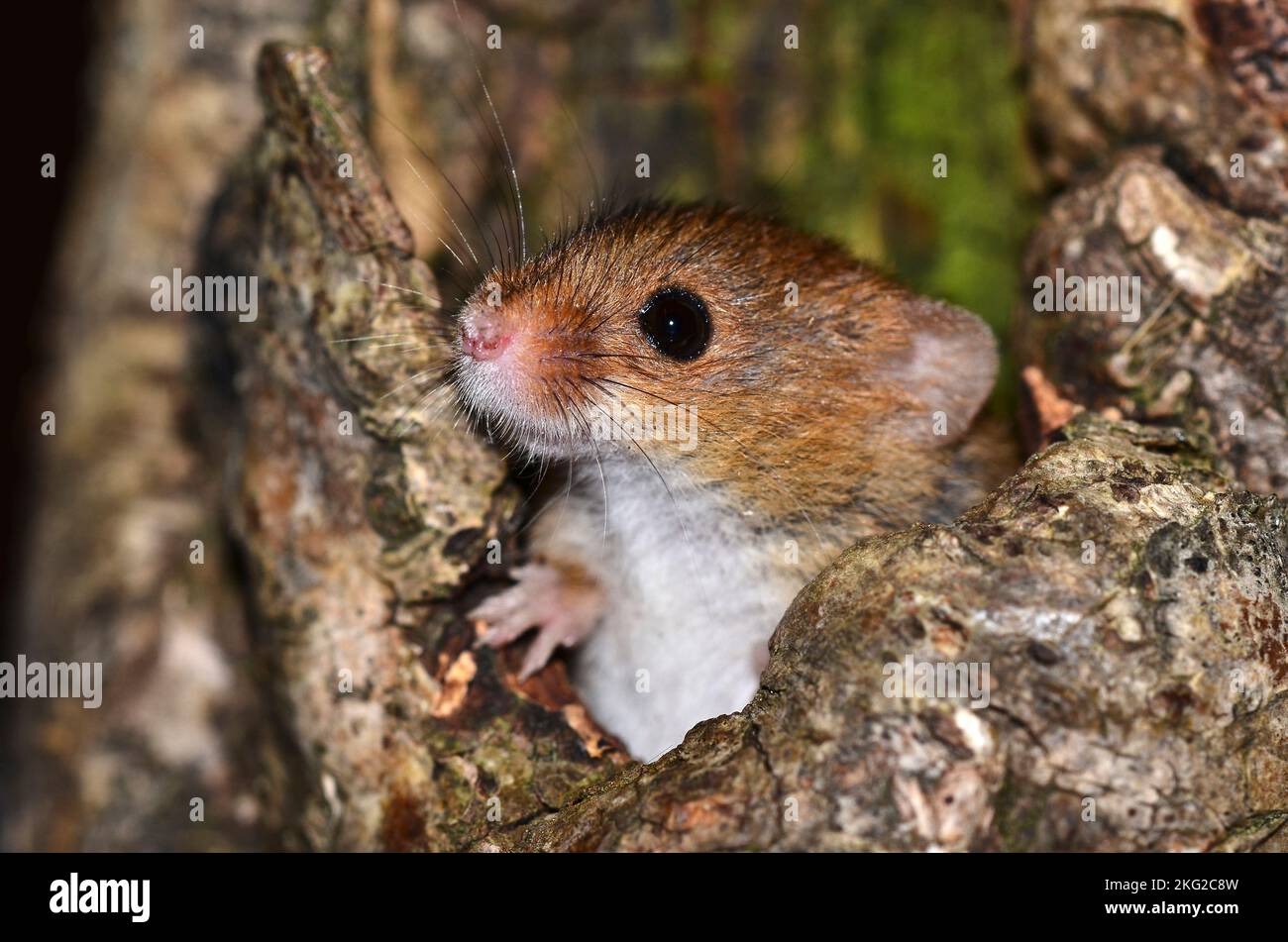 adult harvest mouse active during daylight hours Stock Photo - Alamy