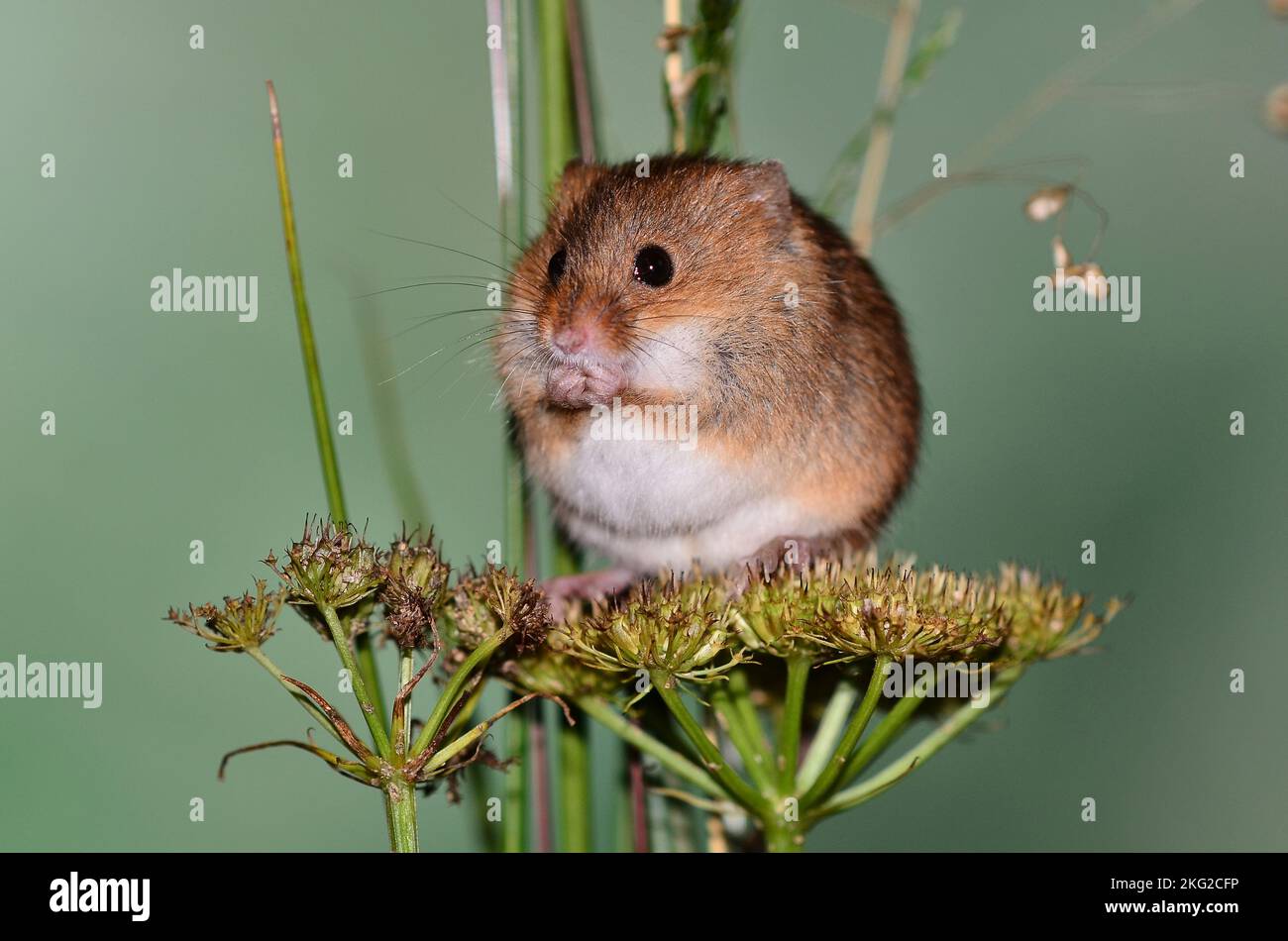 adult harvest mouse active during daylight hours Stock Photo - Alamy