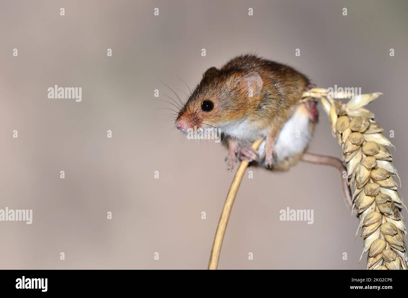 adult harvest mouse active during daylight hours Stock Photo - Alamy