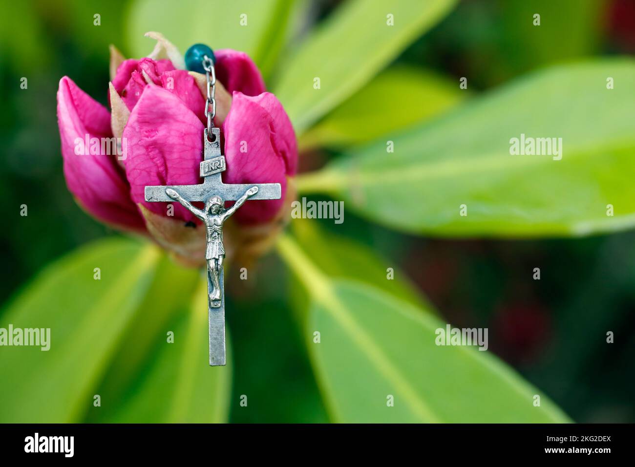 Catholic Rosary with Jesus on the cross on a pink rhododendron flower ...