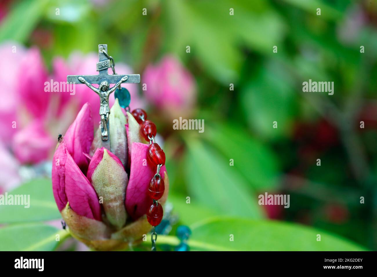 Catholic Rosary with Jesus on the cross on a pink rhododendron flower ...