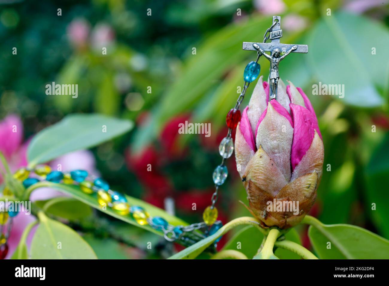 Catholic Rosary with Jesus on the cross on a pink rhododendron flower ...