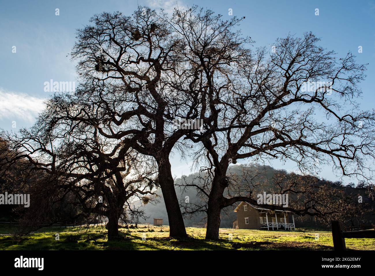 Oak trees distance hi-res stock photography and images - Alamy