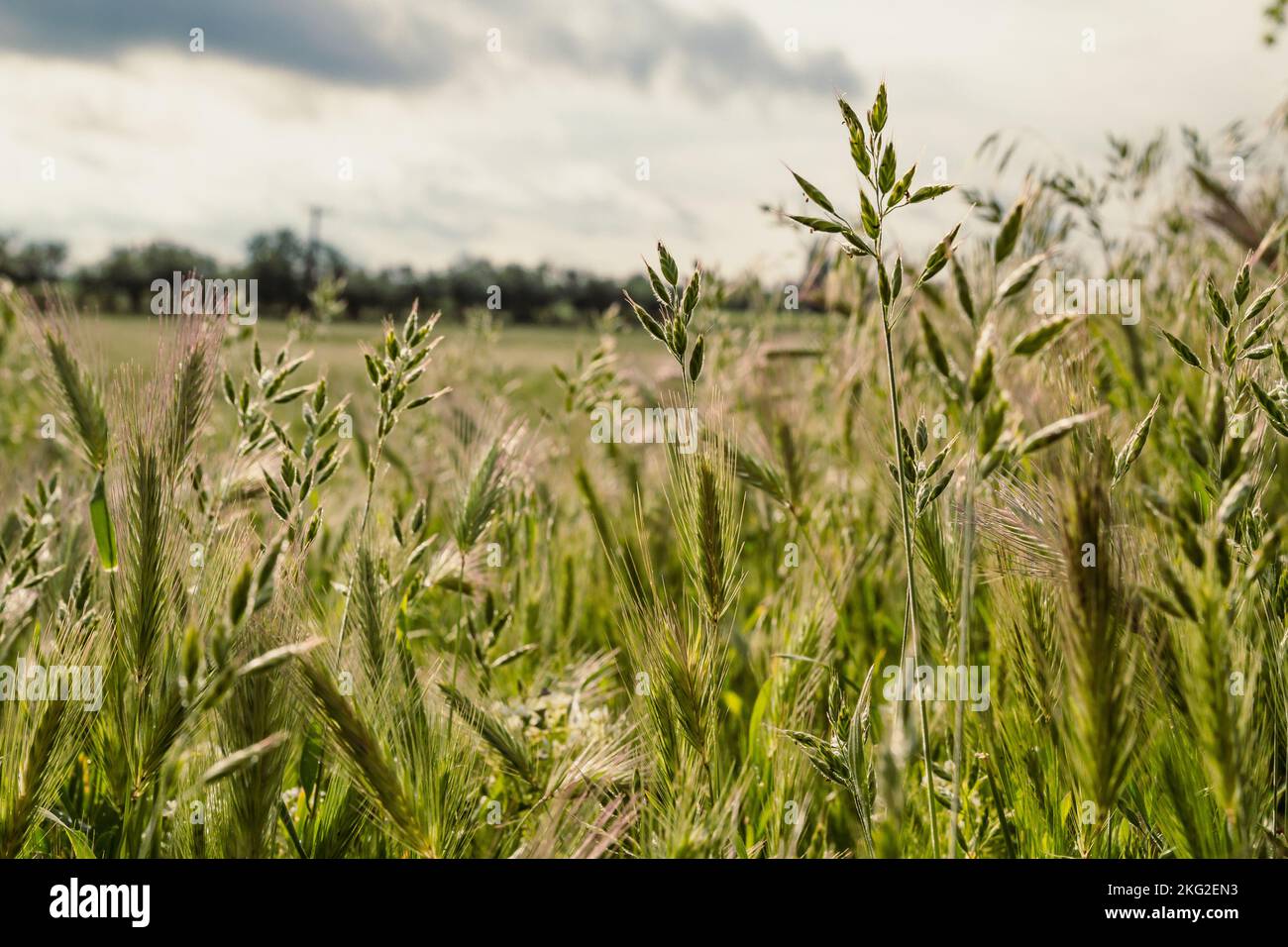Close up wheat cones concept photo Stock Photo - Alamy