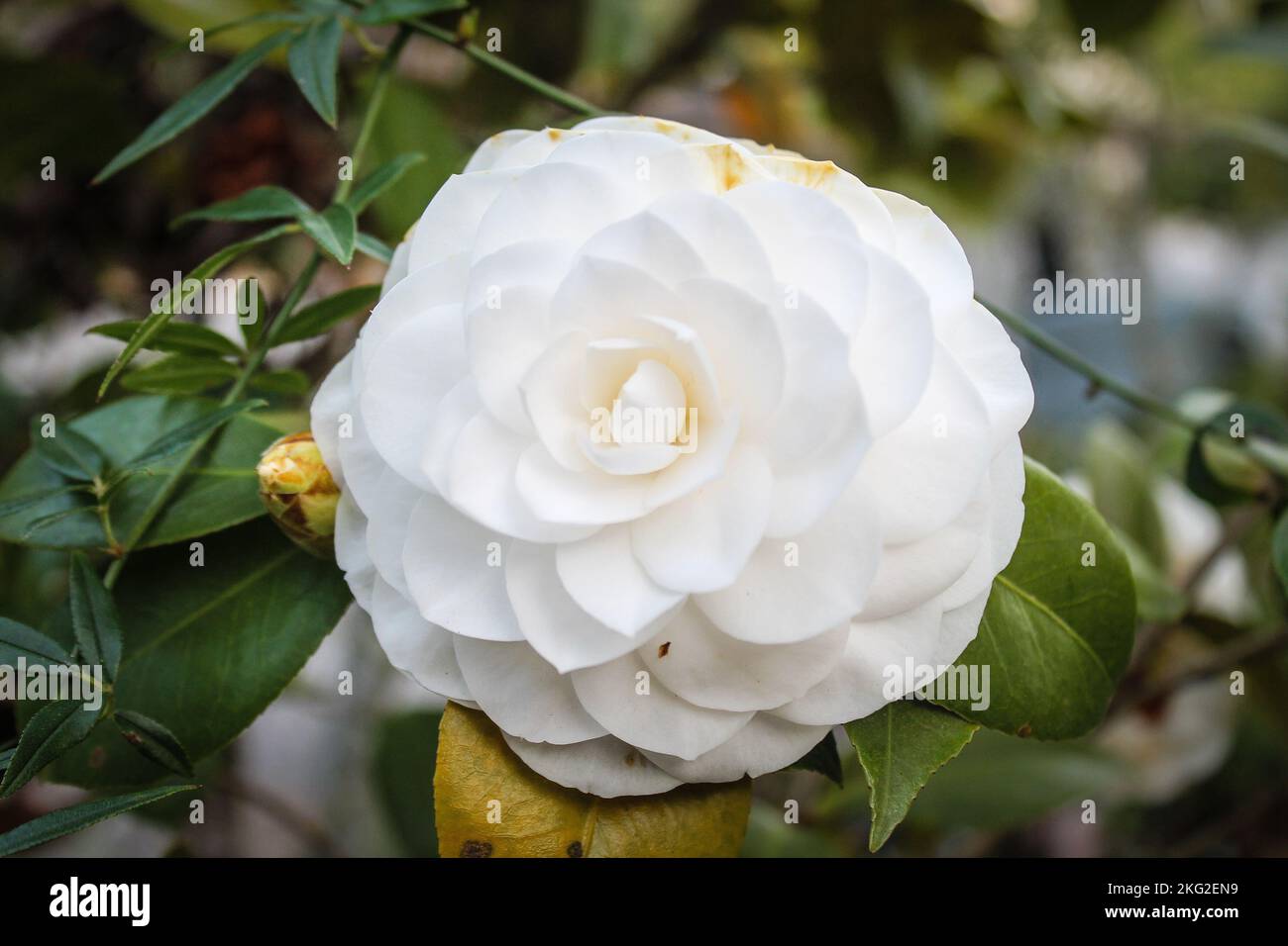 A closeup shot of a bright white wild rose in a garden Stock Photo - Alamy