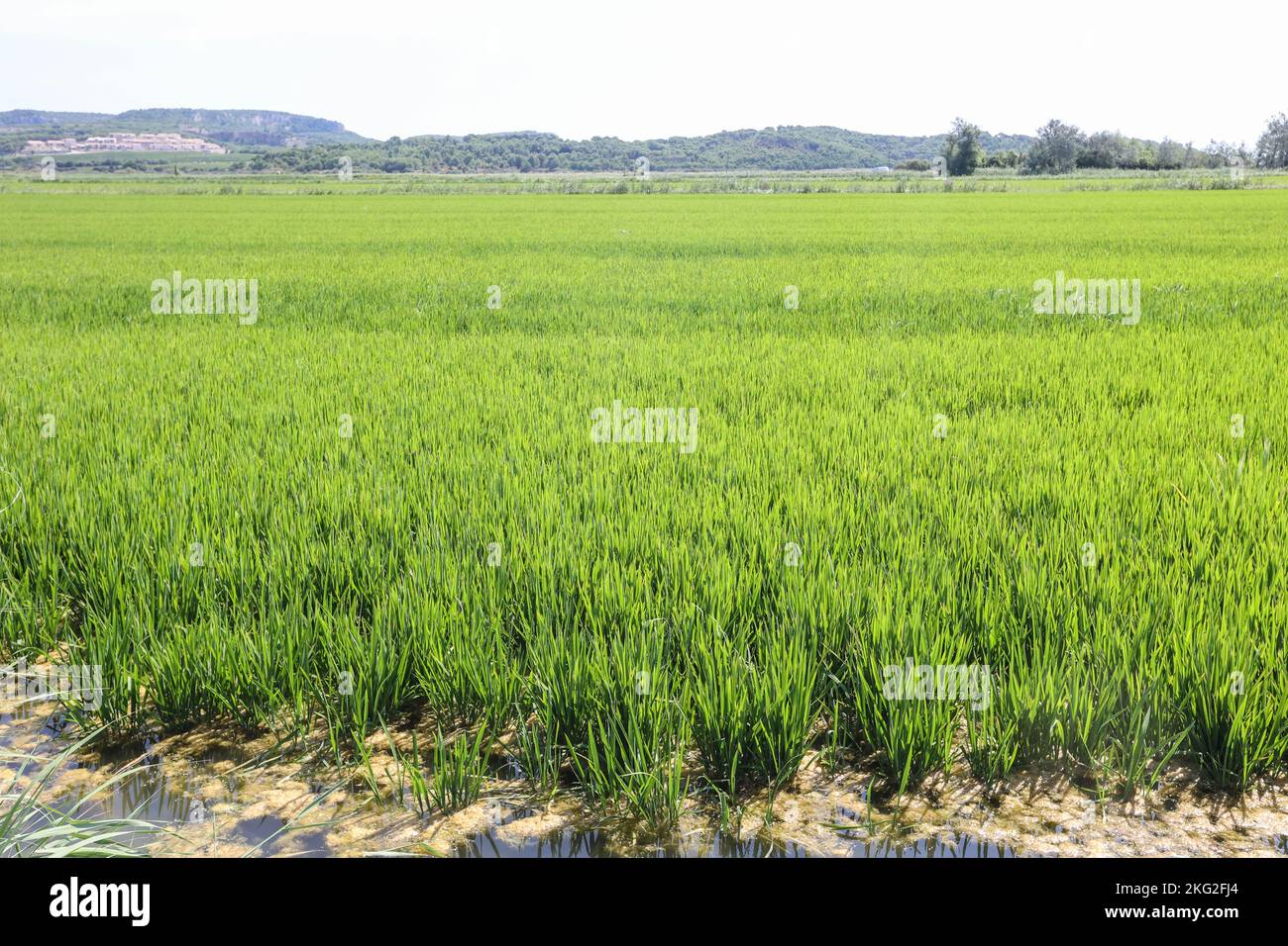 rice,growing,rice field,rice fields,in Mandirac. Proximity of crops ...