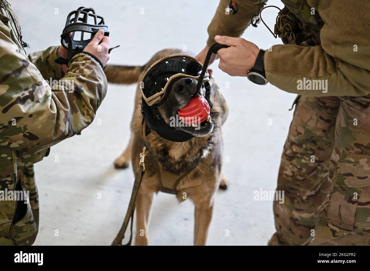 U.S. Air Force 92nd Security Forces Squadron Military Working Dog Ricsi ...