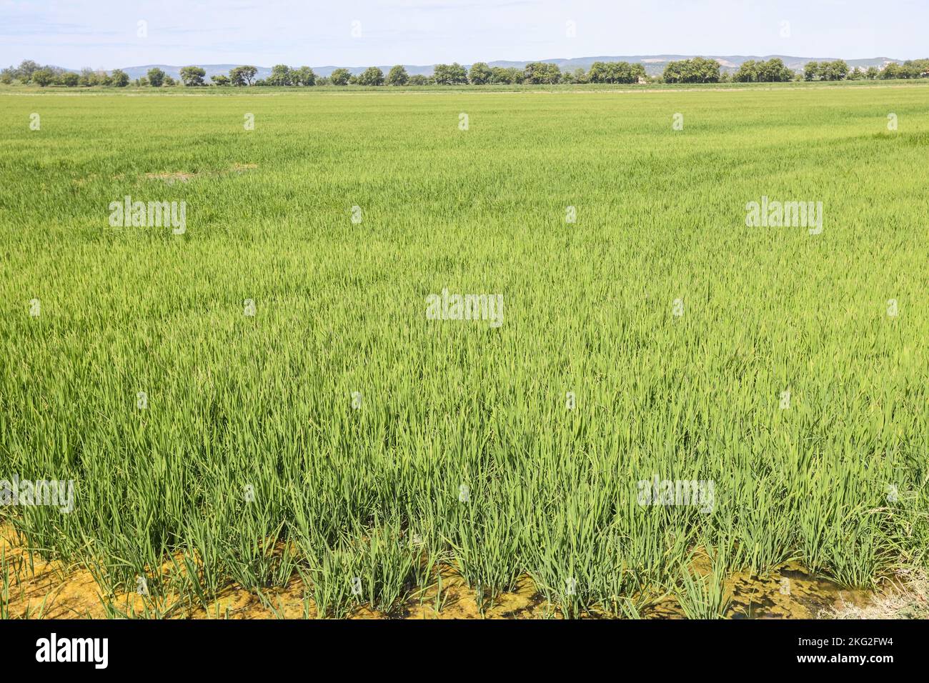 rice,growing,rice field,rice fields,in Mandirac. Proximity of crops ...