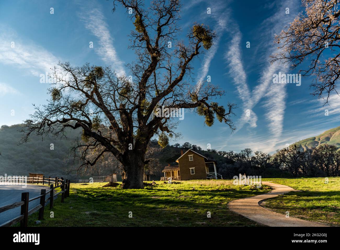 Big oak tree in front hi-res stock photography and images - Alamy