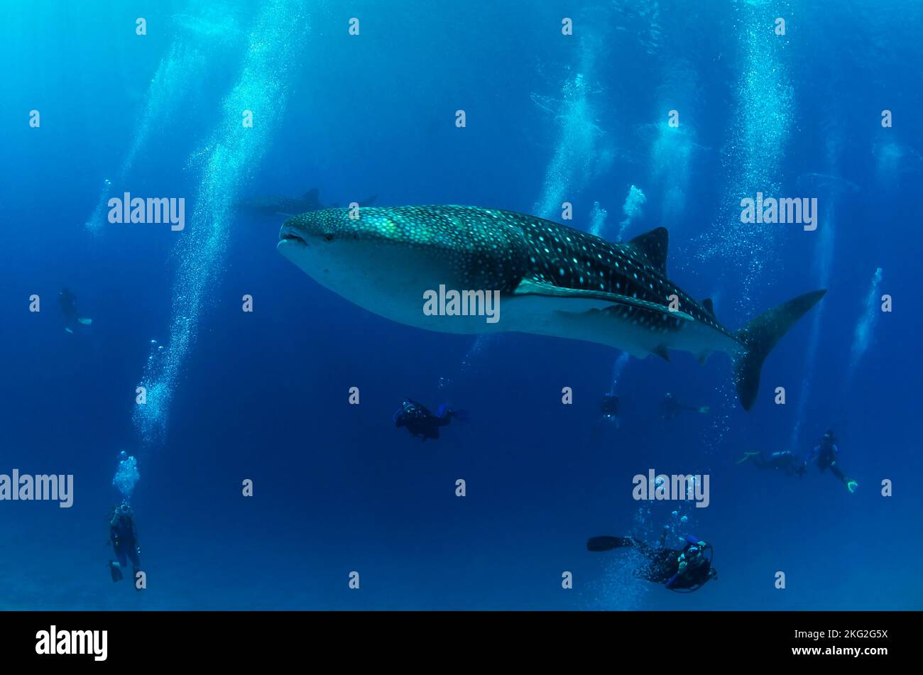 Whale shark surrounded by photographers Stock Photo - Alamy