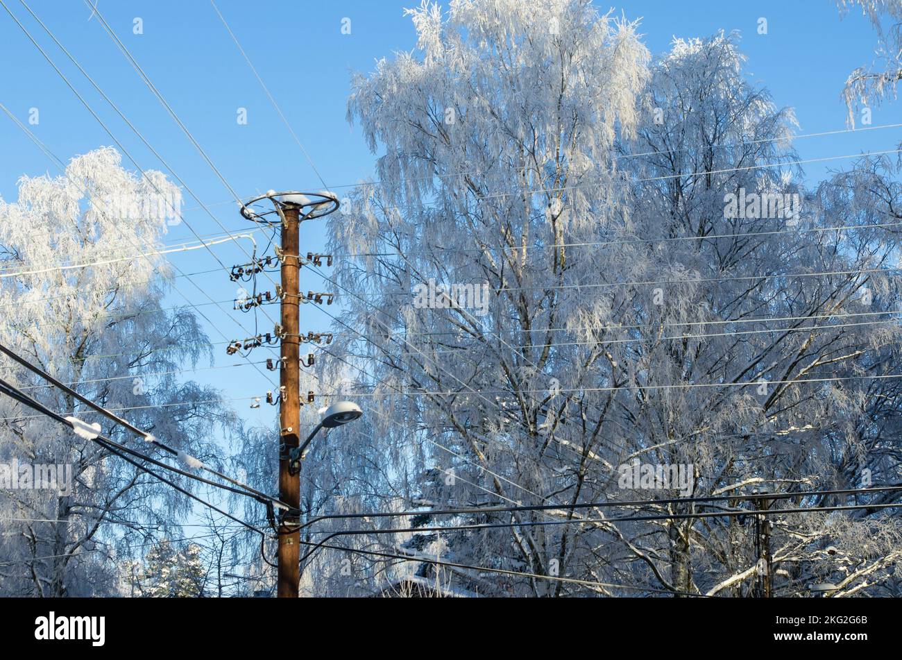 Pole with power lines and trees covered with snow and a clear blue sky ...
