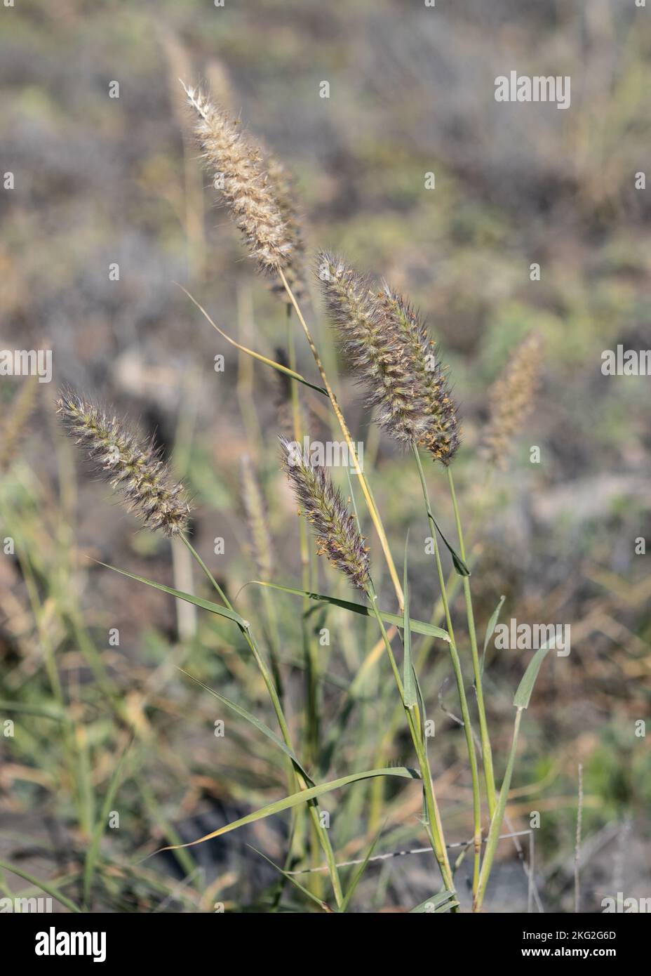 Grass heads hi-res stock photography and images - Alamy