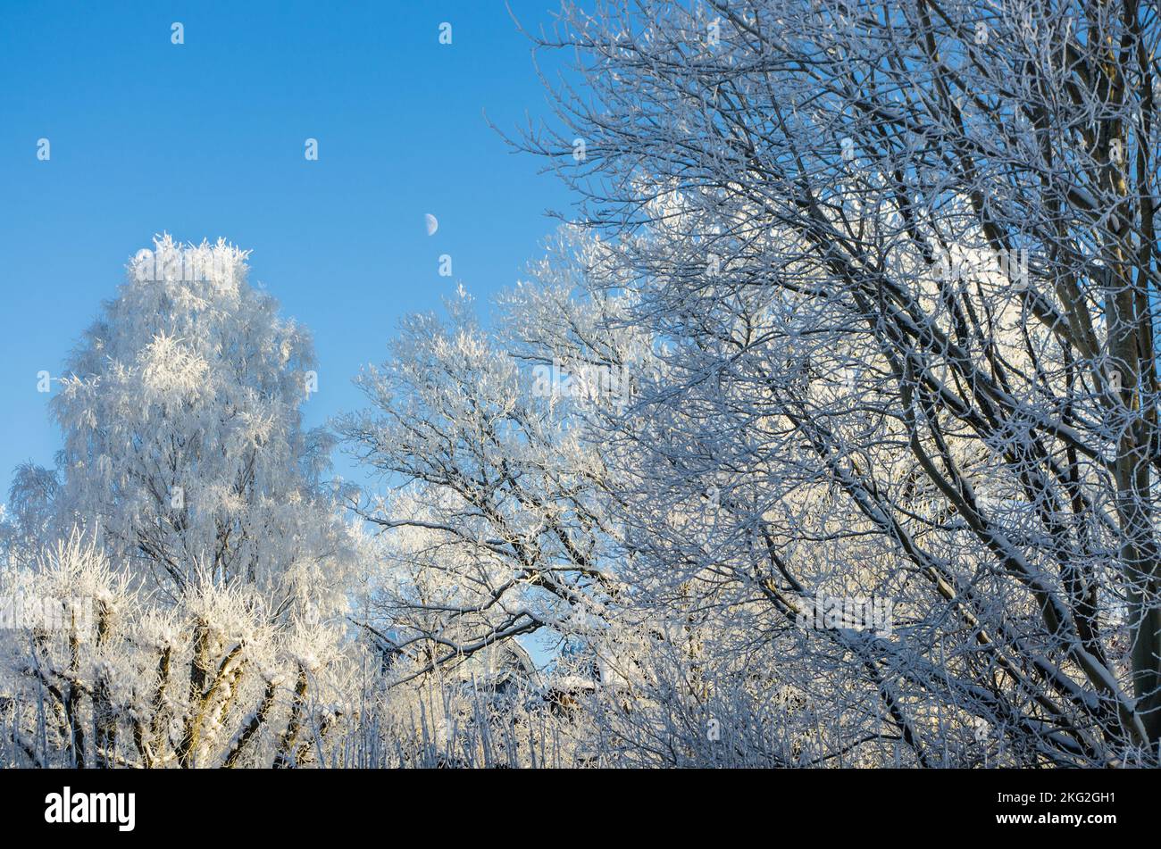 Snowy trees against clear blue sky with the crescent moon a cold winter ...