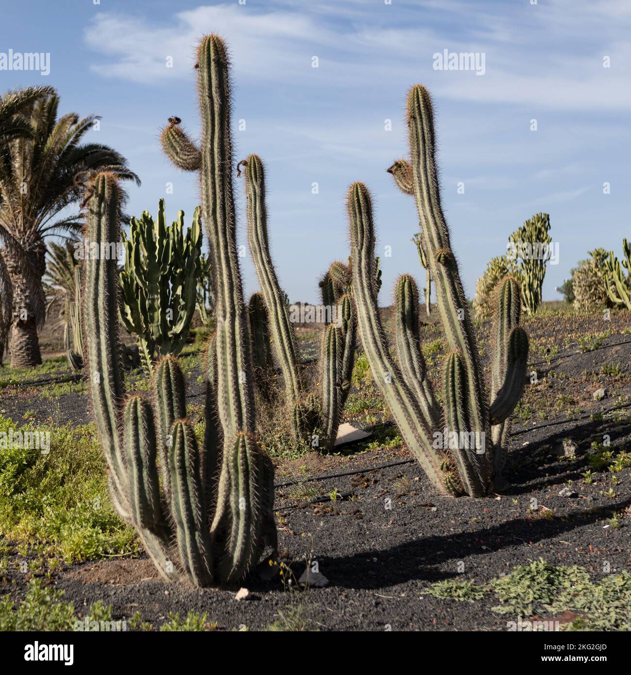 Tall cactus with blue sky and clouds Stock Photo - Alamy