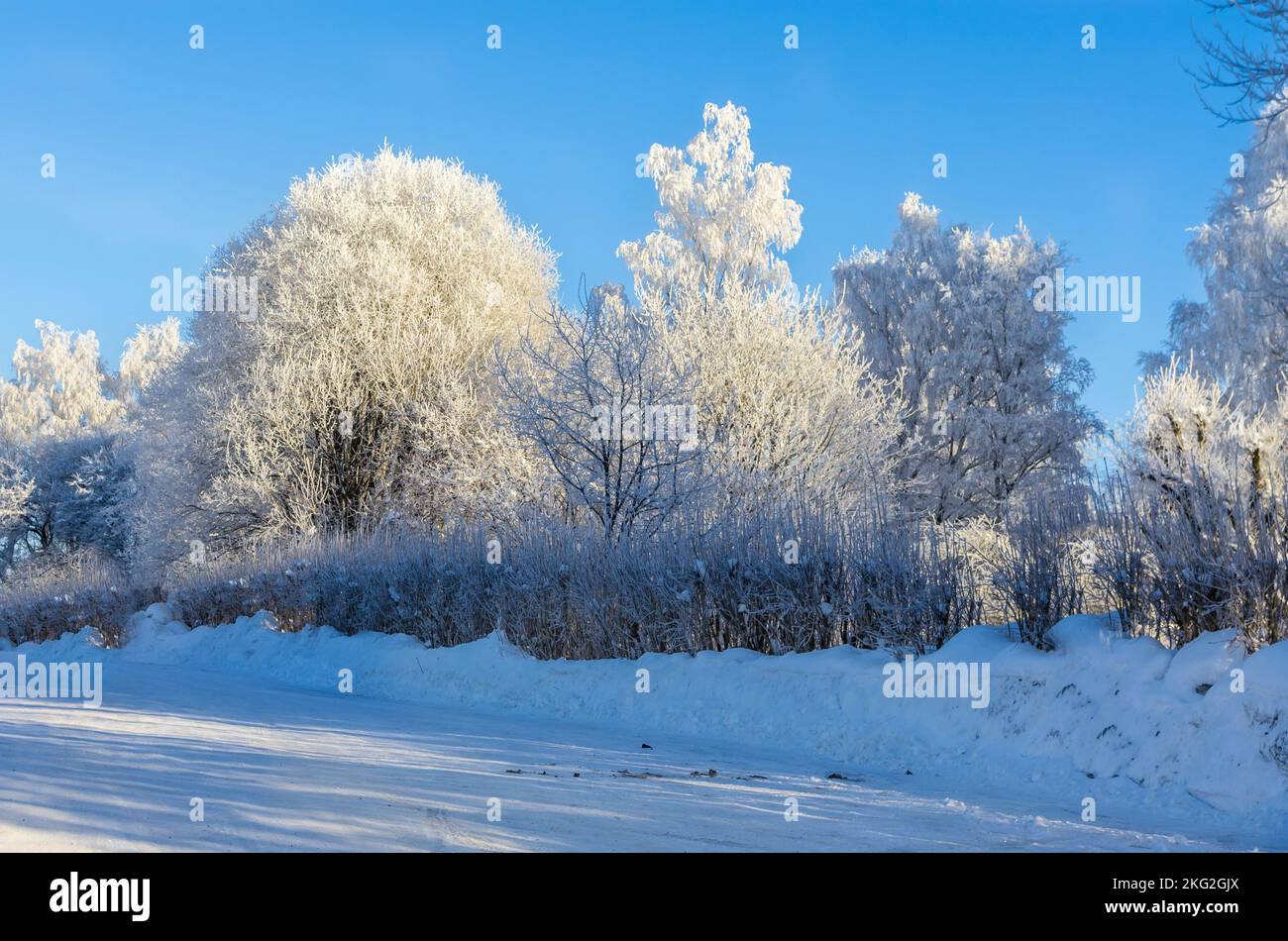 Country road in front of snowy trees and bushes against clear blue sky ...