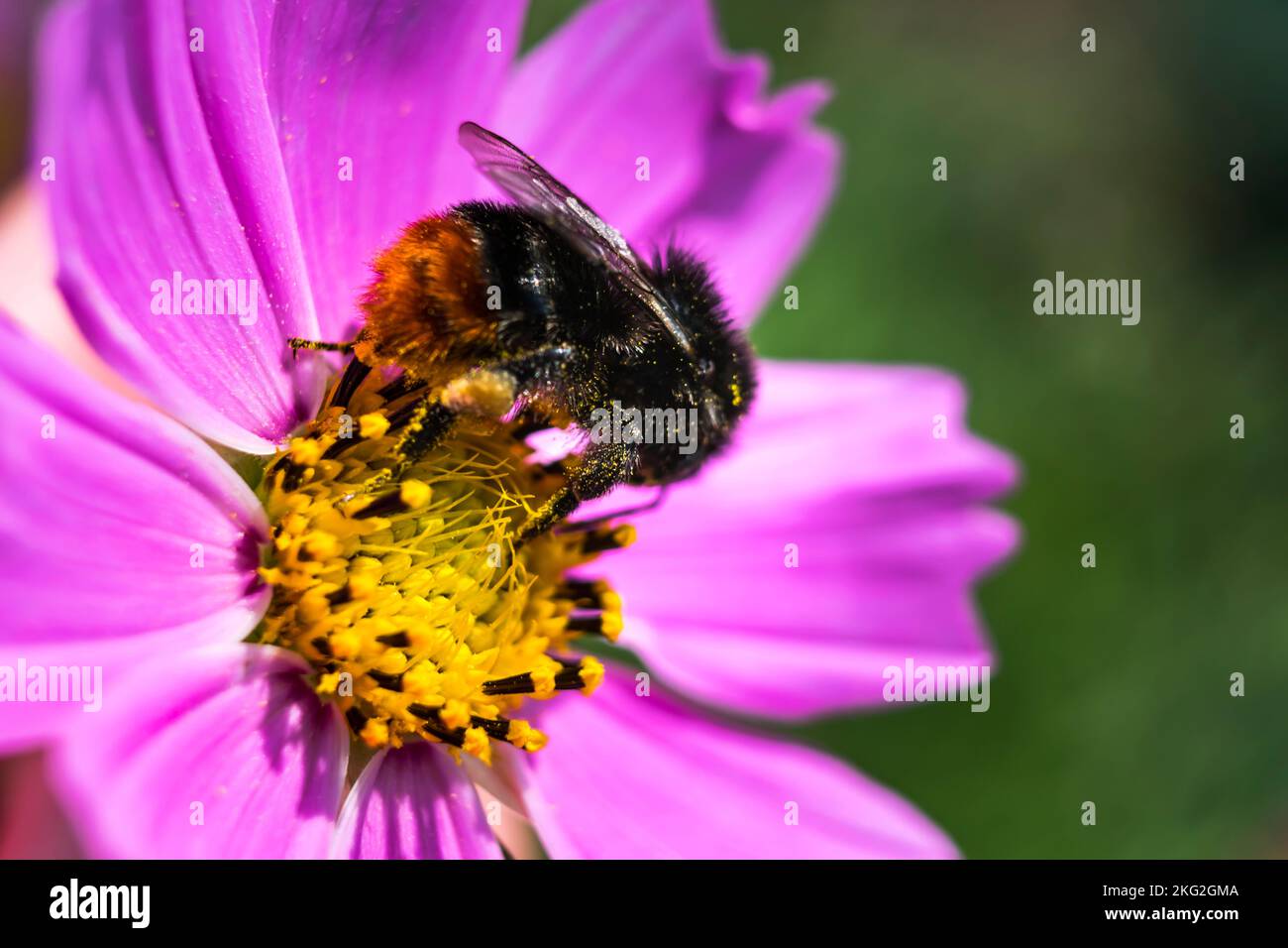 Bumblebee covered pollen collecting hi-res stock photography and images ...