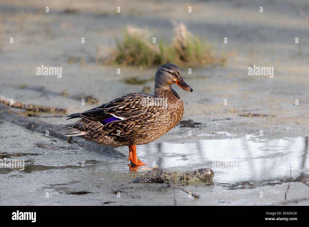 A wild duck standing on the swamp Stock Photo - Alamy
