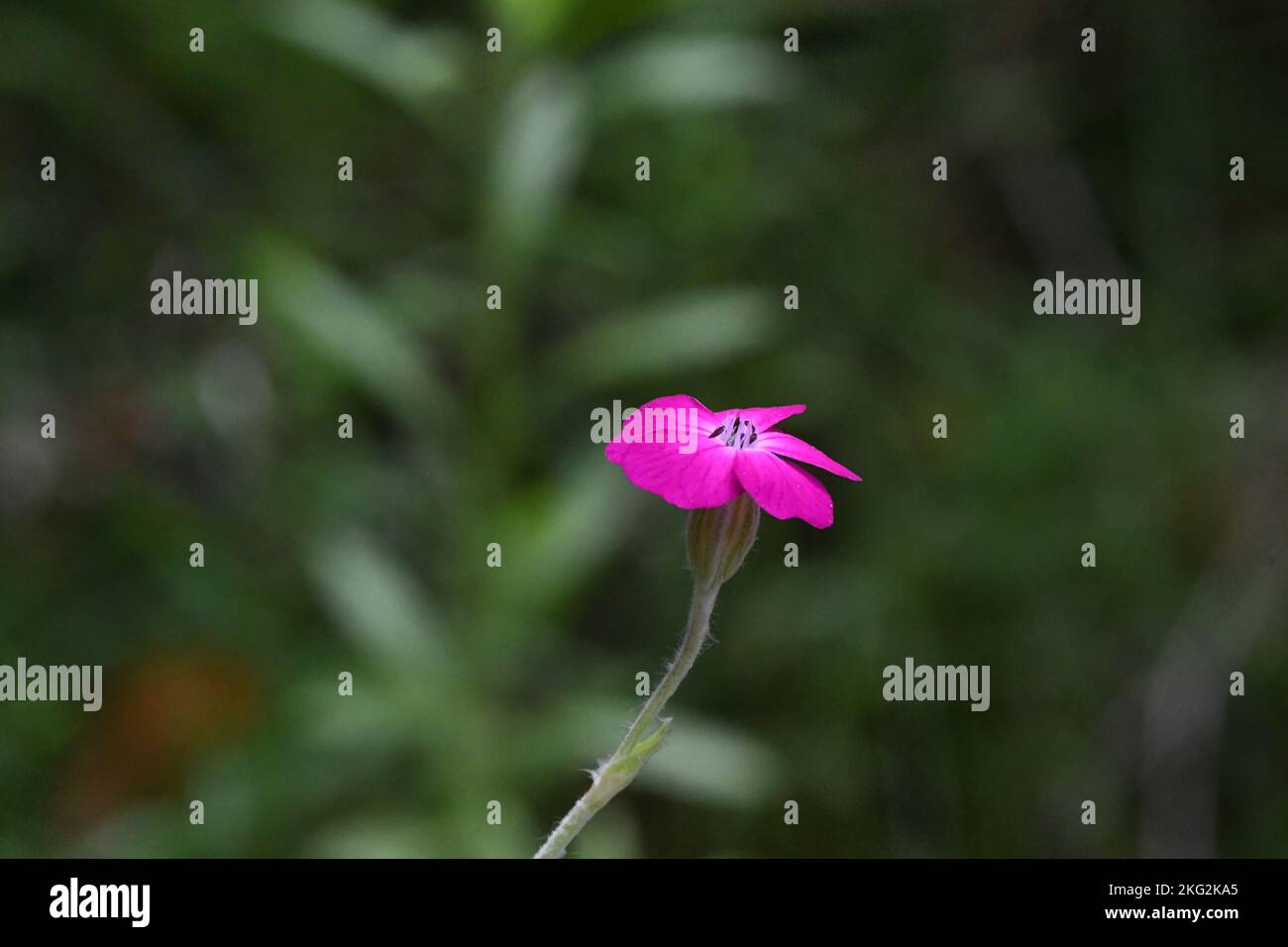 A pink flower in the garden with blurry background Stock Photo - Alamy