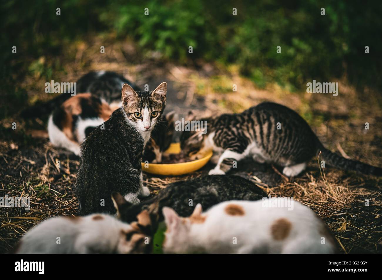 A group of cute cats eating together in the ground Stock Photo - Alamy