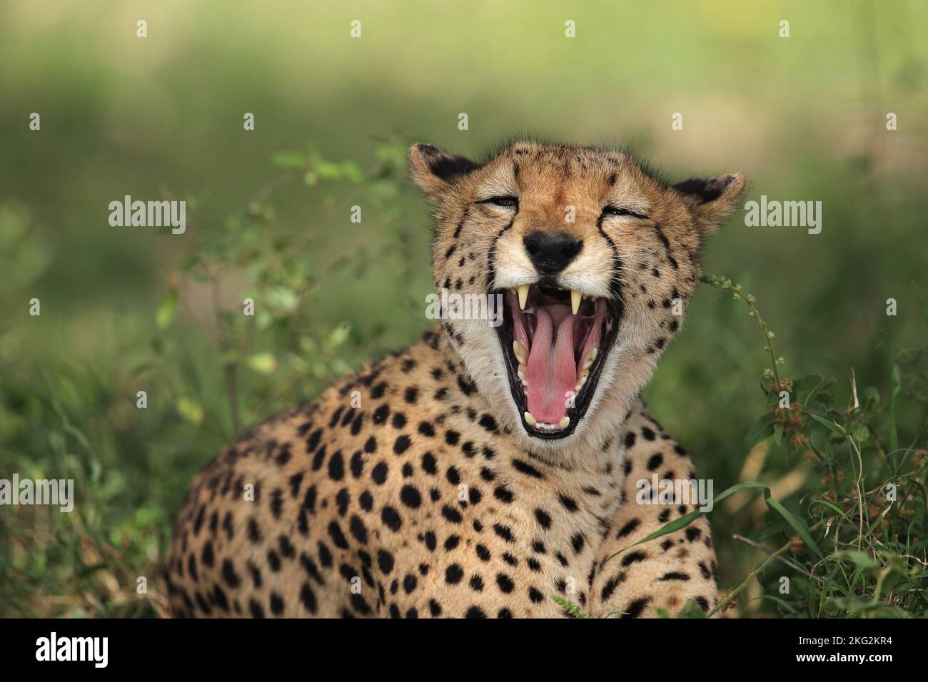 Cheetah Mouth