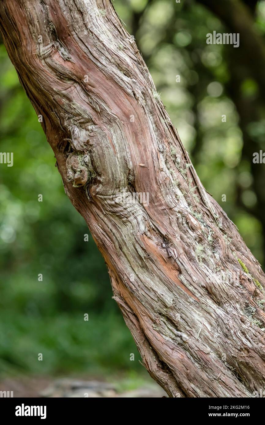 Portuguese laurel tree hi-res stock photography and images - Alamy