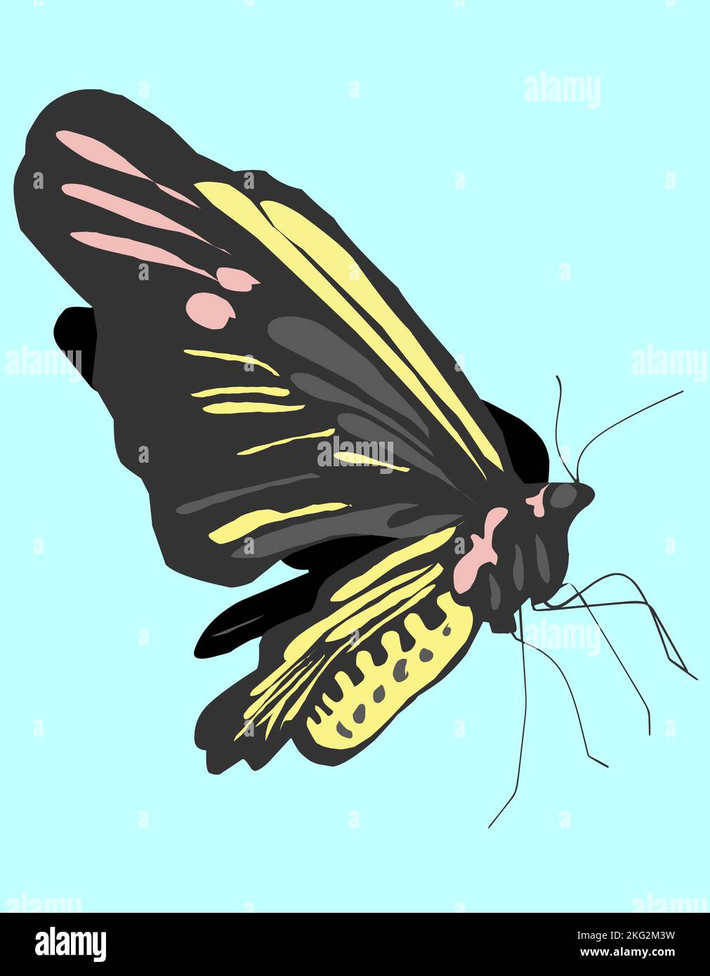 A butterfly isolated on a mint green background Stock Vector Image ...