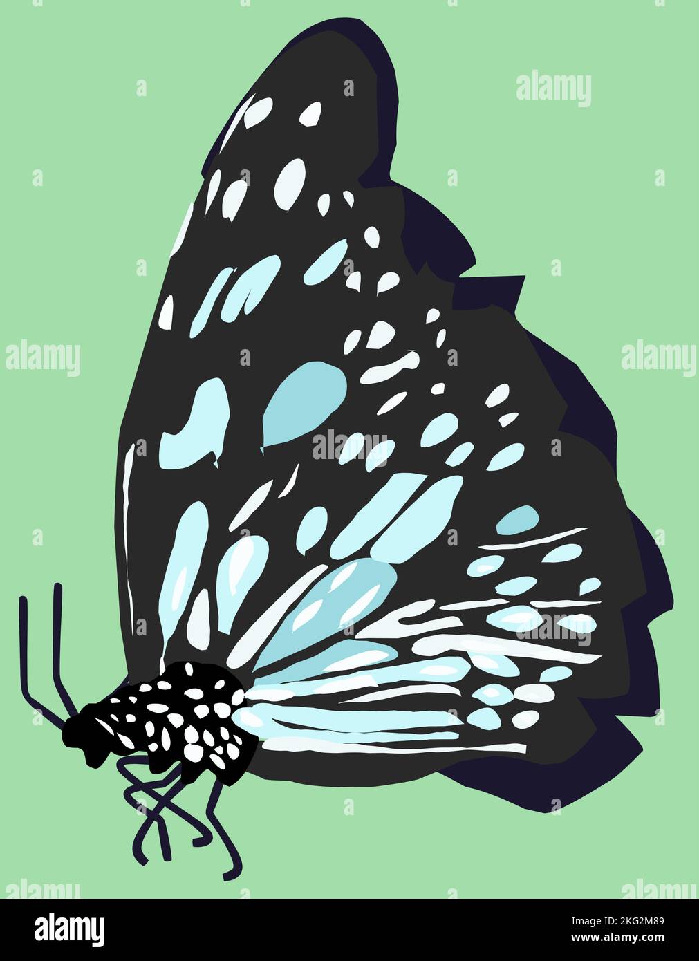A black butterfly isolated on a mint green background Stock Vector ...