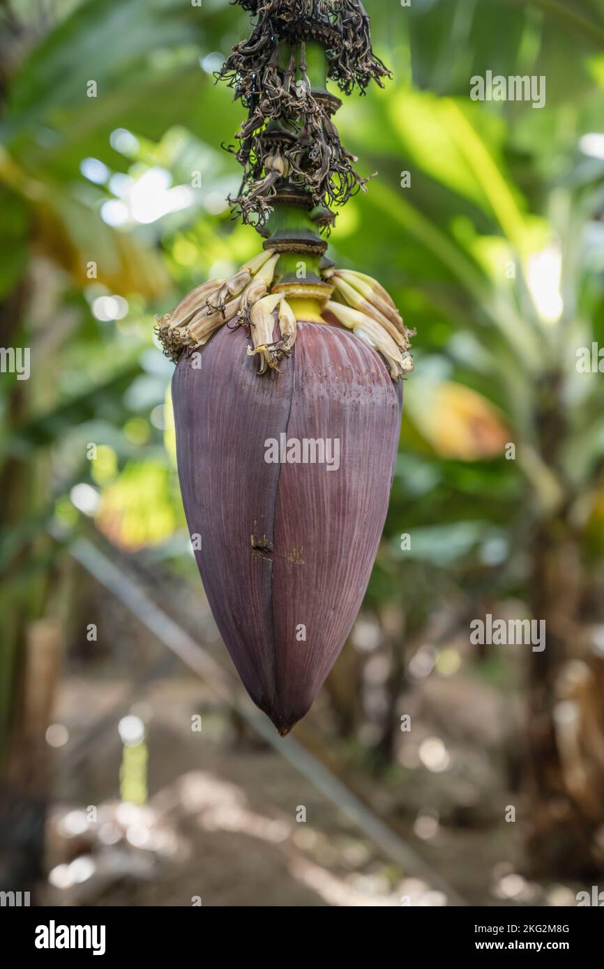 banana blossom on tree in plantation on southern Atlantic shore at ...
