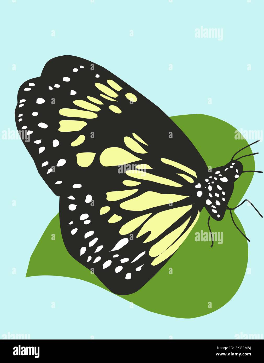 A butterfly isolated on a mint green background Stock Vector Image ...