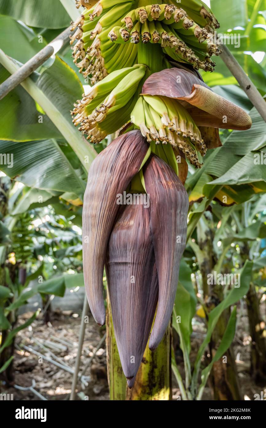 banana inflorescence in plantation on southern Atlantic shore at ...