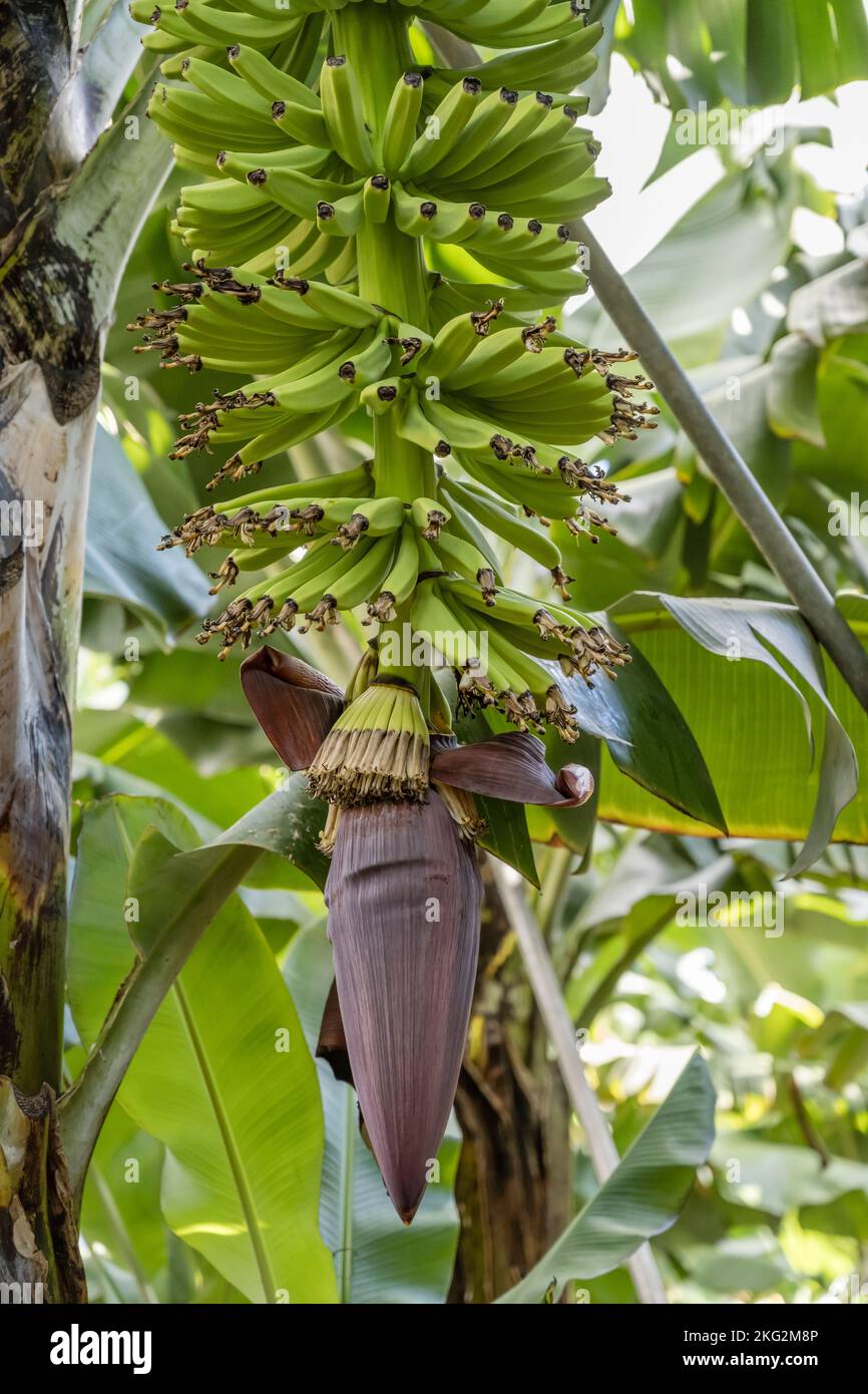 banana blossom and cluster on tree in plantation on southern Atlantic ...