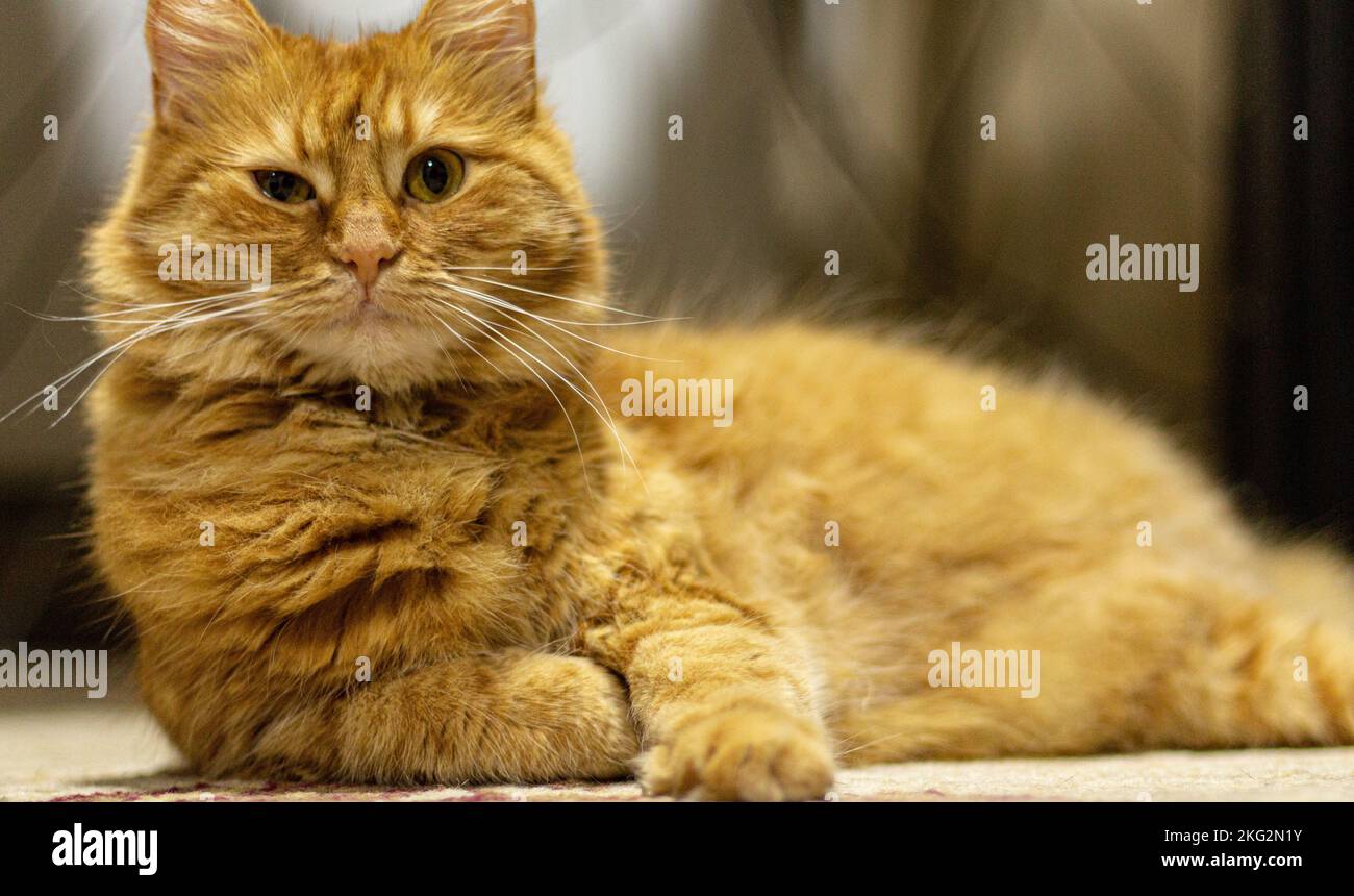 Tension look hi-res stock photography and images - Alamy