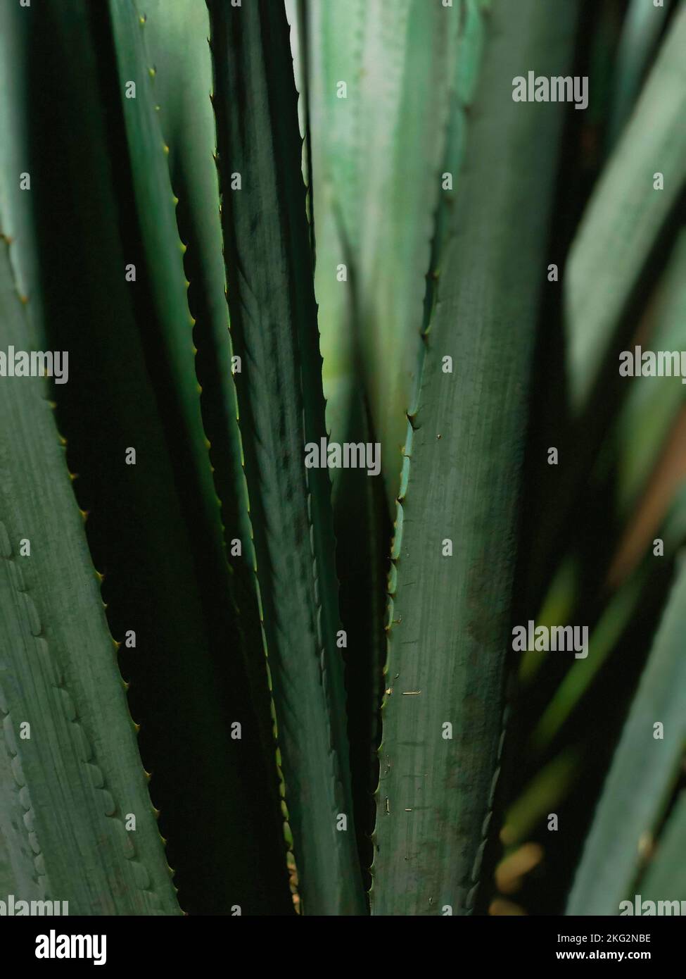Vertical closeup shot of an agave plant with thick, narrow, long, green ...